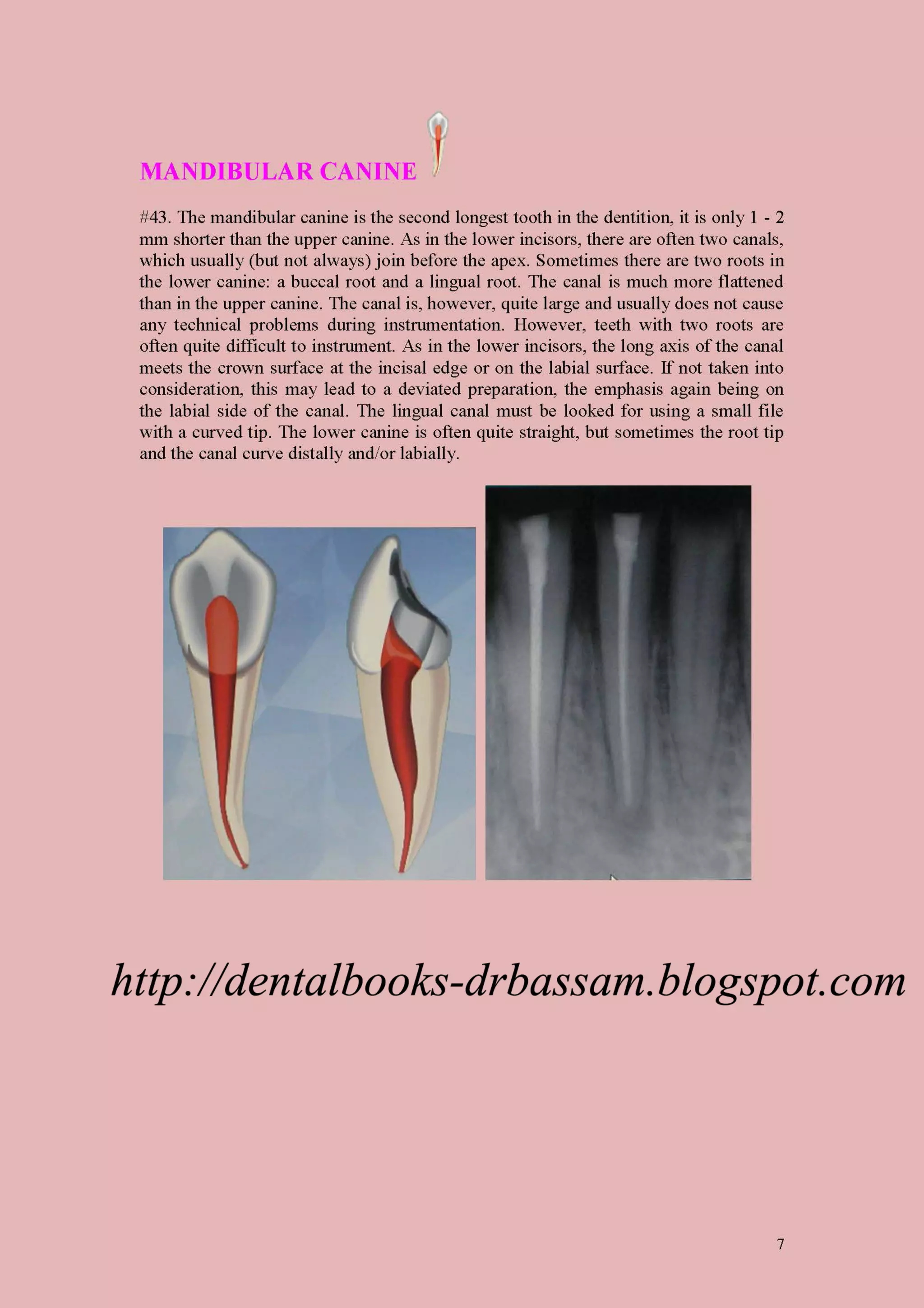 Root Canal Morphology | PDF