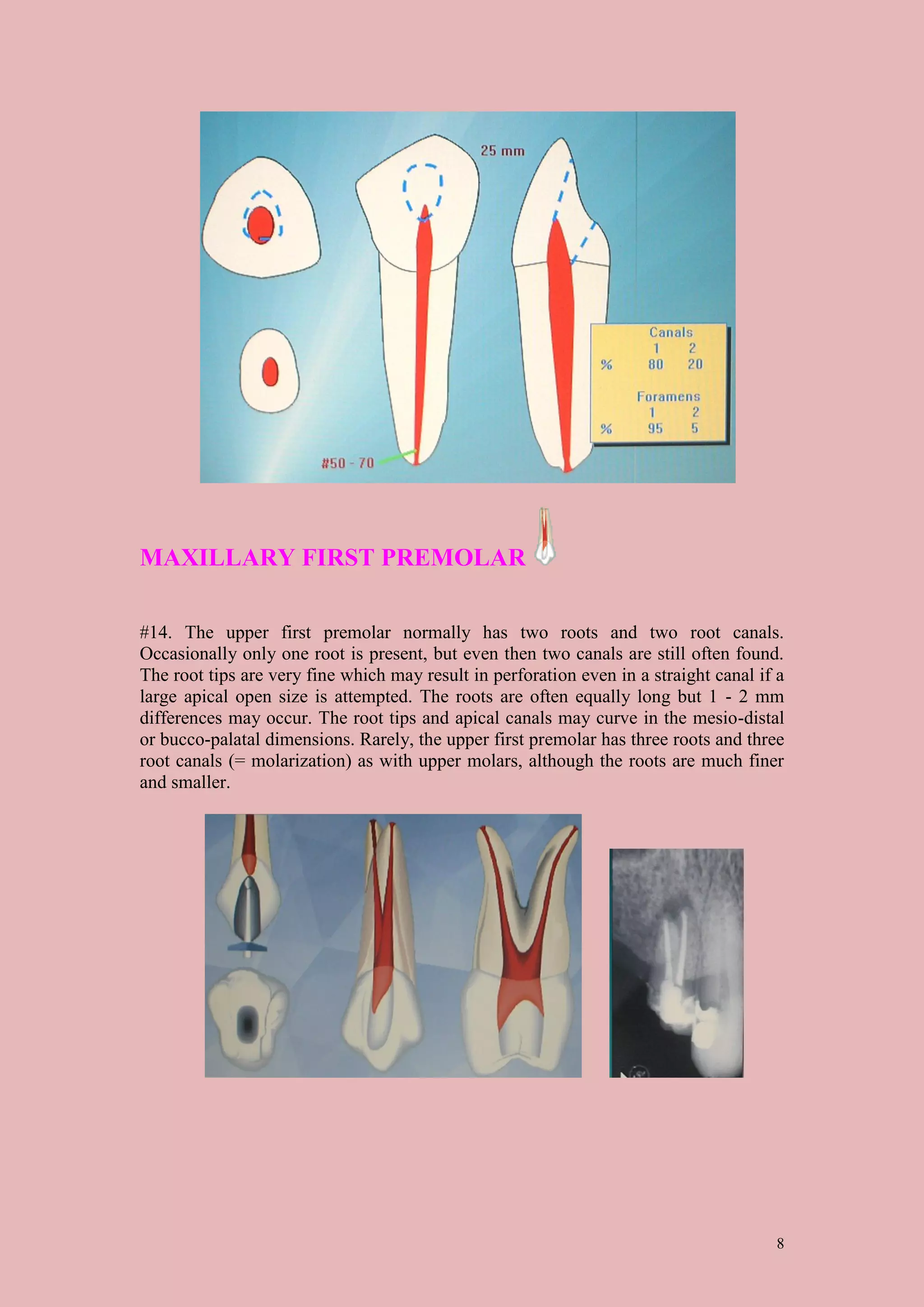 Root Canal Morphology | PDF
