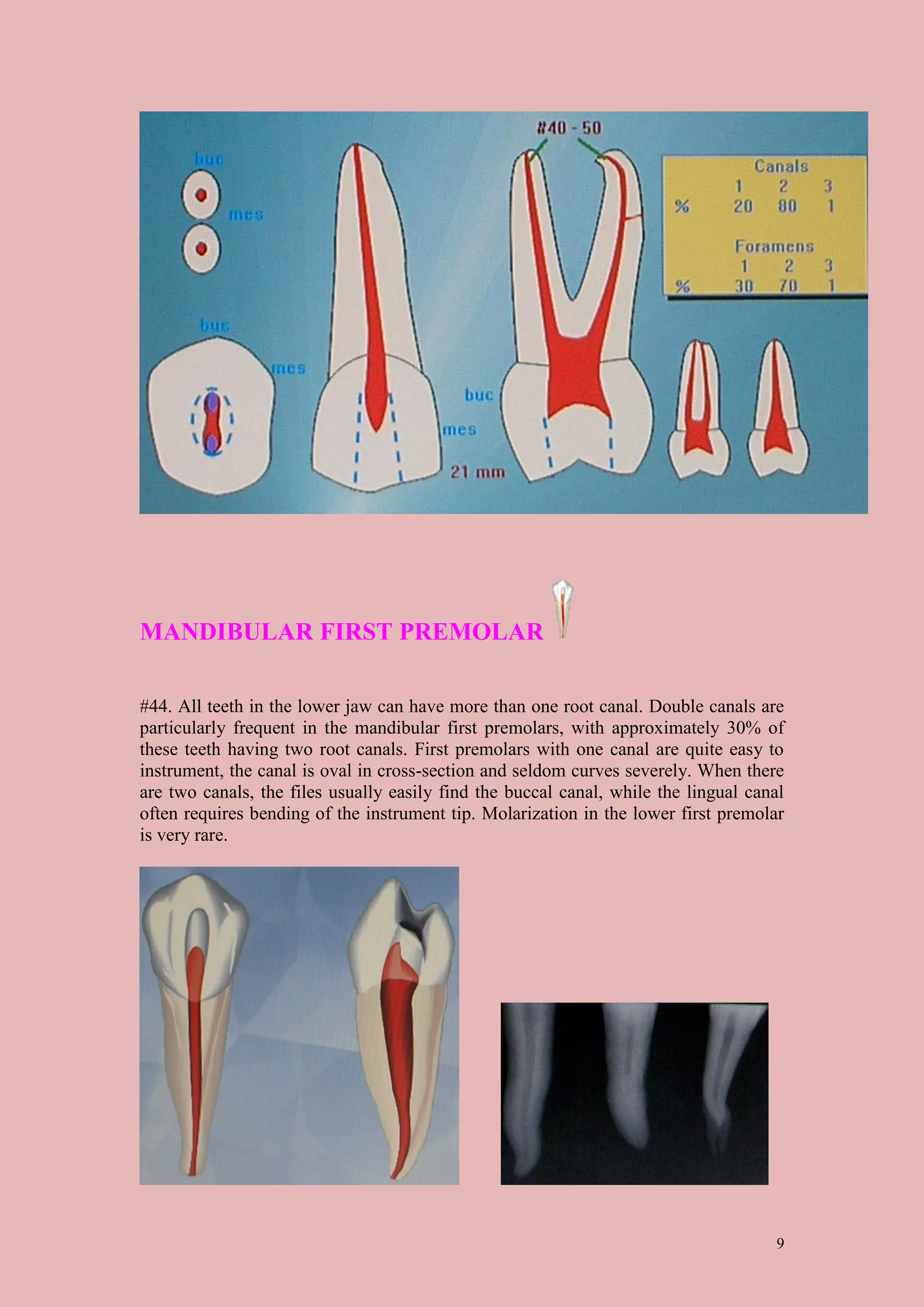 Root Canal Morphology | PDF