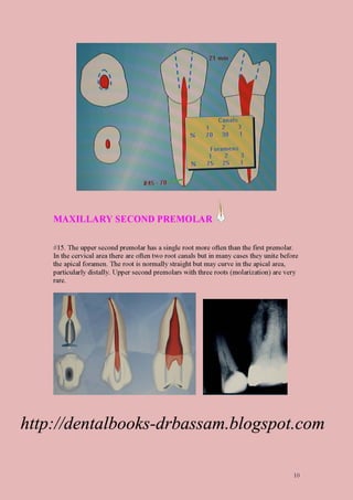 Root Canal Morphology | PDF