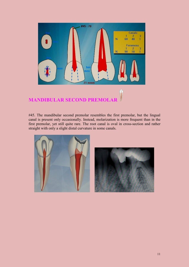 Root Canal Morphology | PPT