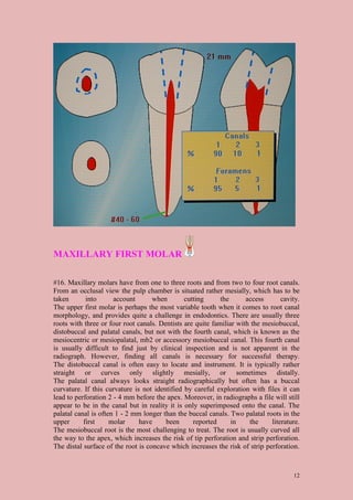 Root Canal Morphology | PDF