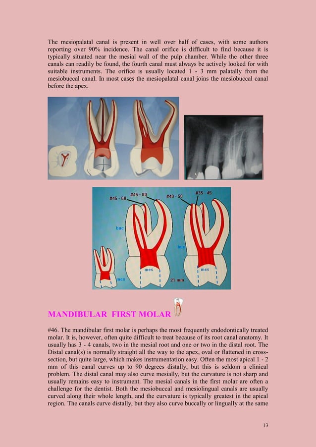 Root Canal Morphology | PDF