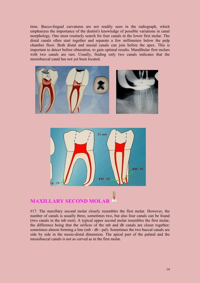 Root Canal Morphology | PDF