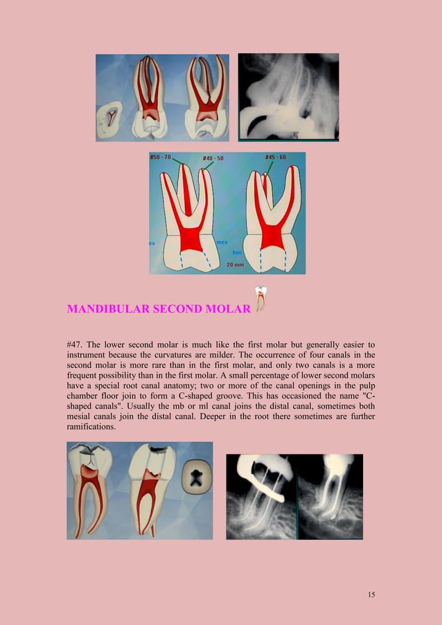 Root Canal Morphology | PDF