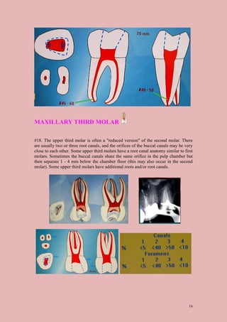 Root Canal Morphology | PDF
