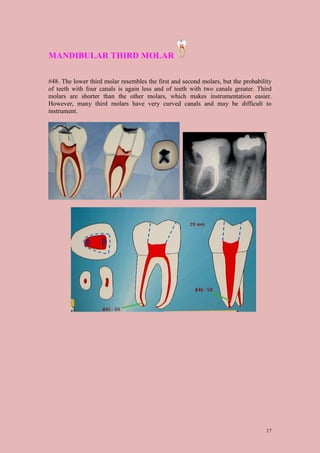Root Canal Morphology | PDF