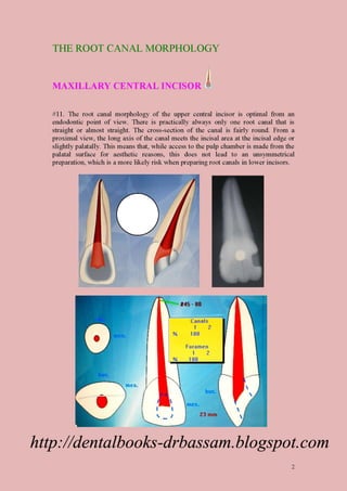 Root Canal Morphology | PDF