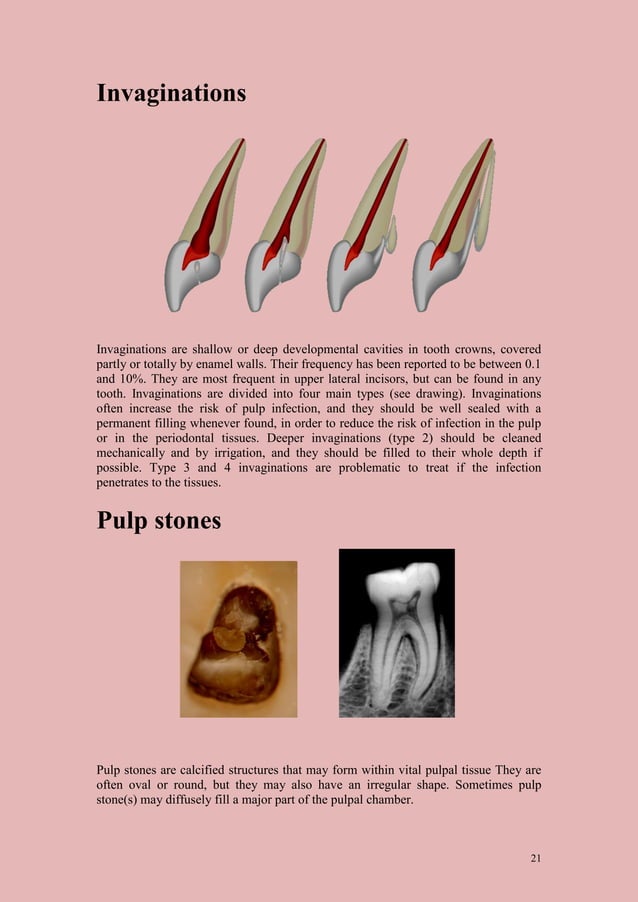 Root Canal Morphology | PDF