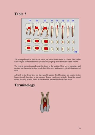 Root Canal Morphology | PDF