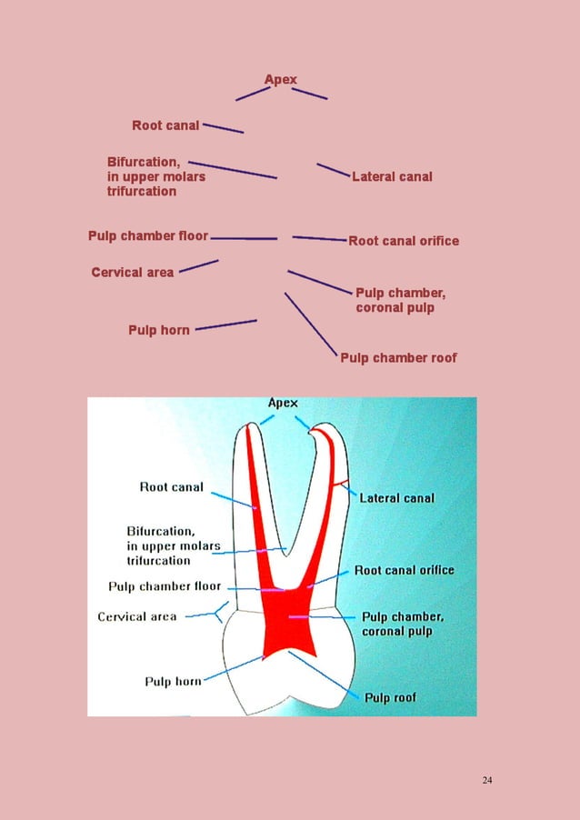 Root Canal Morphology | PDF