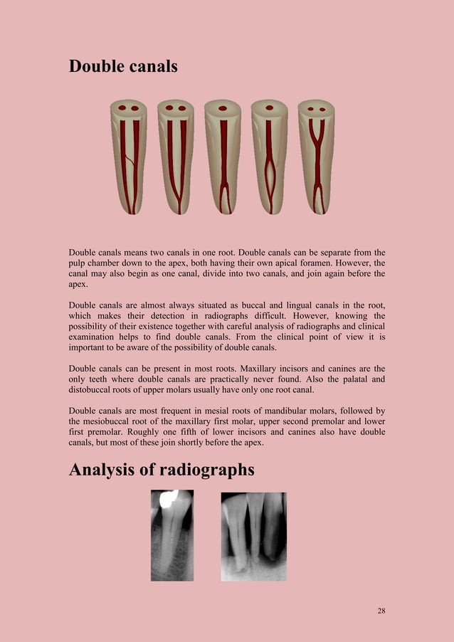 Root Canal Morphology | PPT