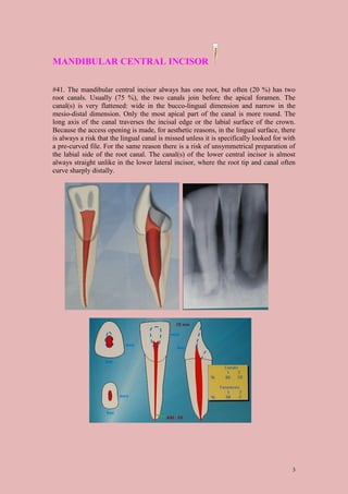 Root Canal Morphology | PDF