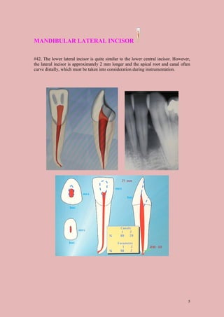 Root Canal Morphology | PDF