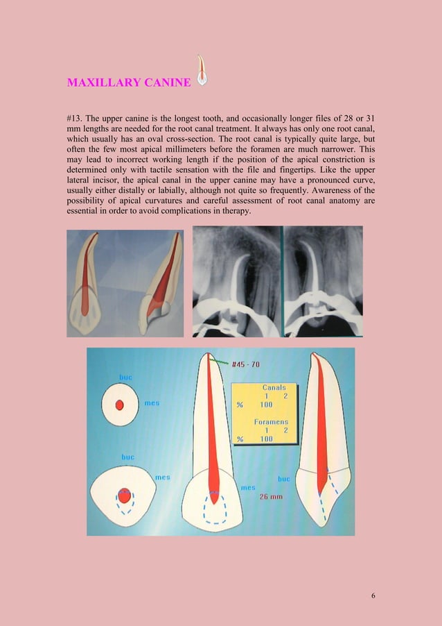 Root Canal Morphology | PDF