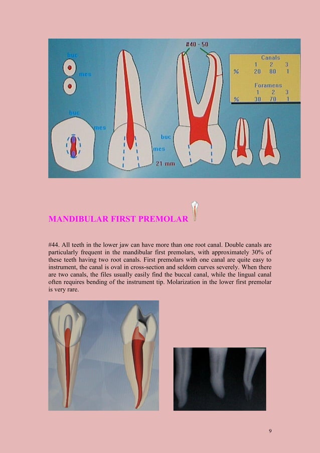 Root Canal Morphology | PDF