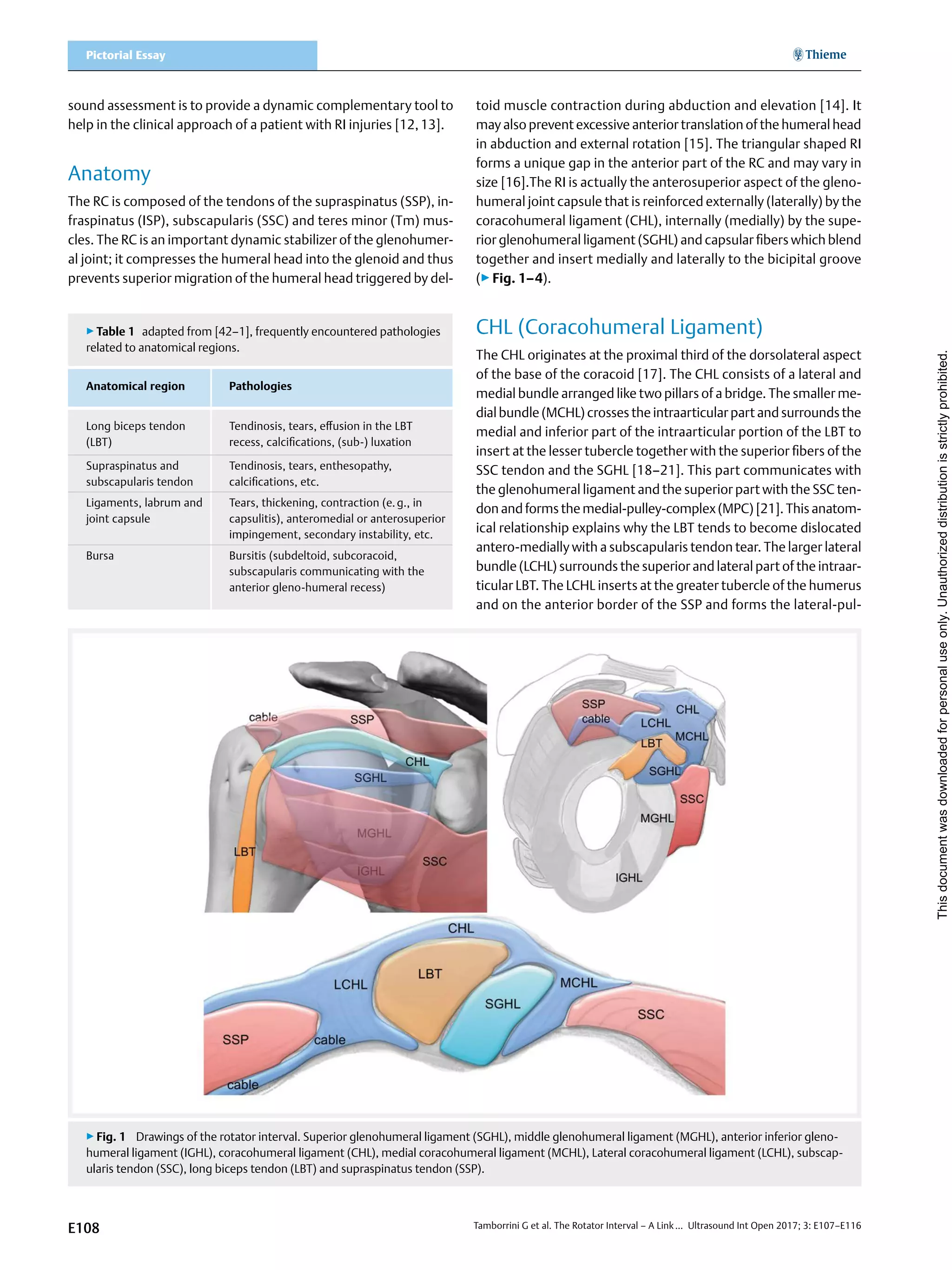 The Rotator Interval A Link Between Anatomy and Ultrasound.pdf