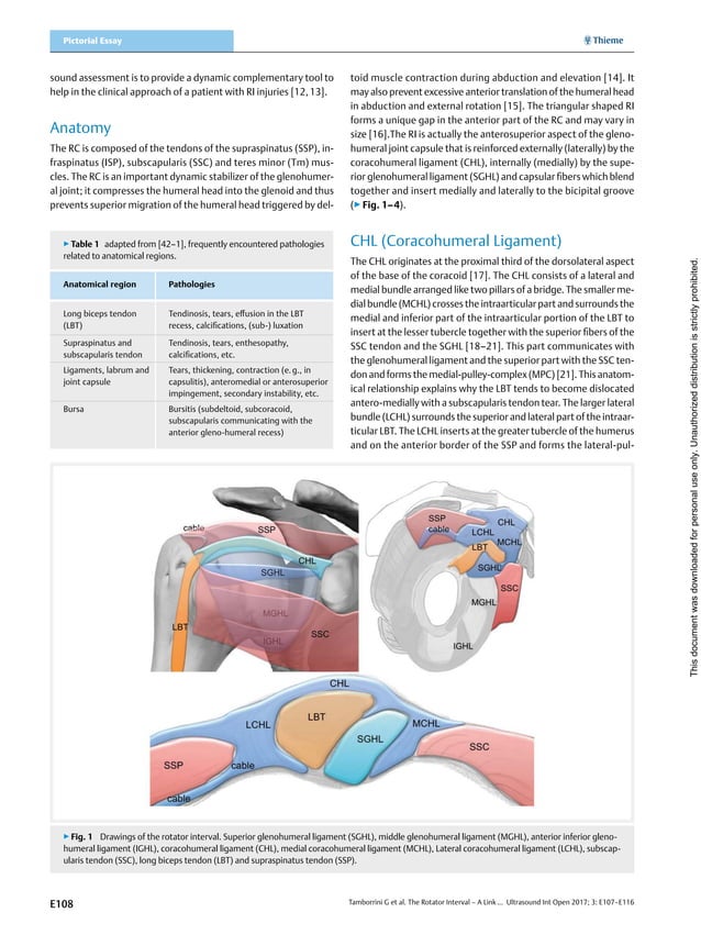 The Rotator Interval A Link Between Anatomy and Ultrasound.pdf