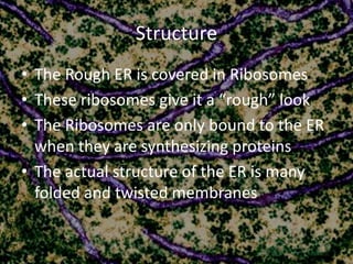 The rough endoplasmic reticulum | PPTX