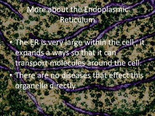 The rough endoplasmic reticulum | PPTX