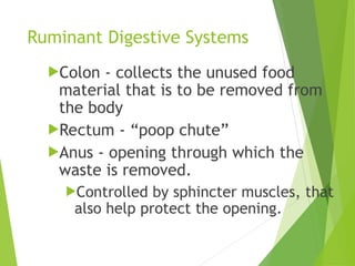 The Ruminant Digestive System (Ruminants).ppt