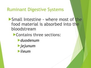 The Ruminant Digestive System (Ruminants).ppt