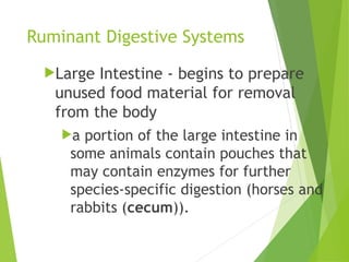 The Ruminant Digestive System (Ruminants).ppt