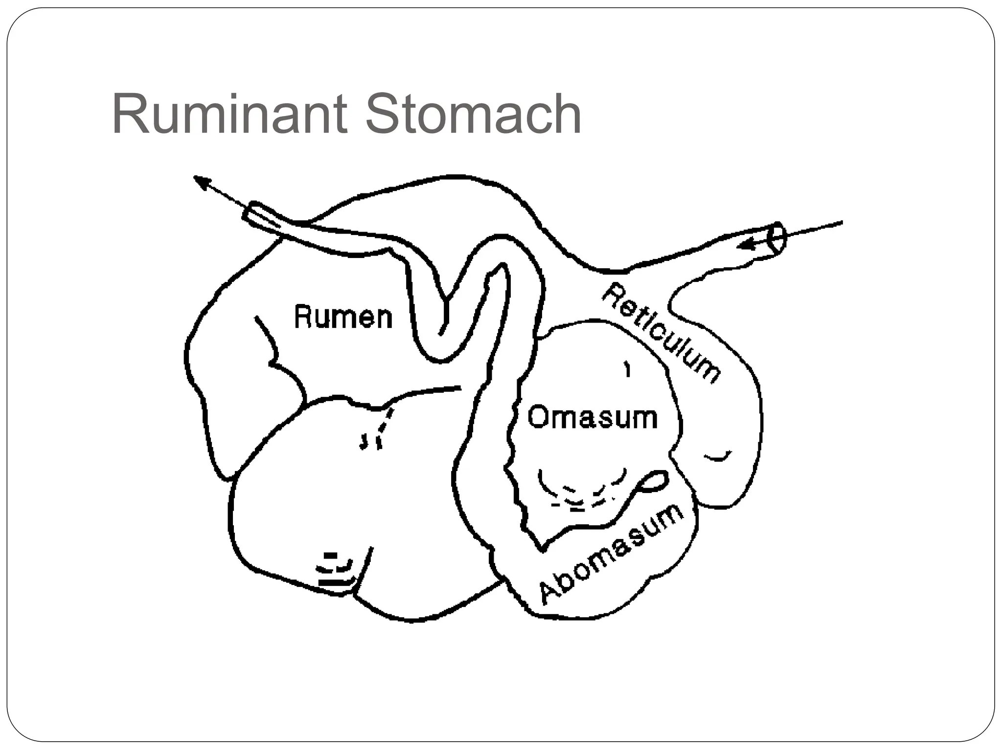 The Ruminant Digestive System INCLUDES EVERYTHING YOU NEED TO KNOW ...