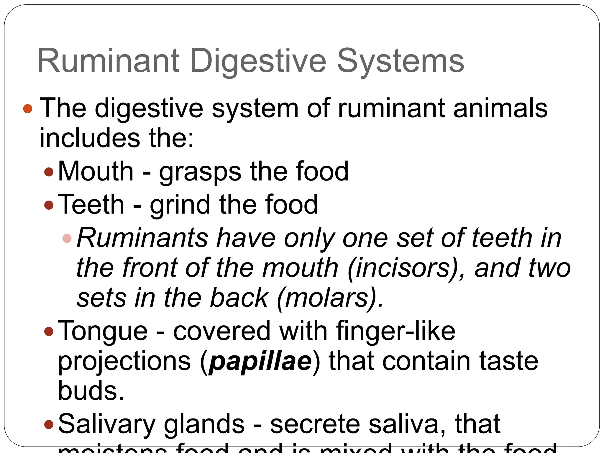 The Ruminant Digestive System INCLUDES EVERYTHING YOU NEED TO KNOW ...