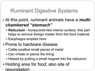 The Ruminant Digestive System INCLUDES EVERYTHING YOU NEED TO KNOW ...