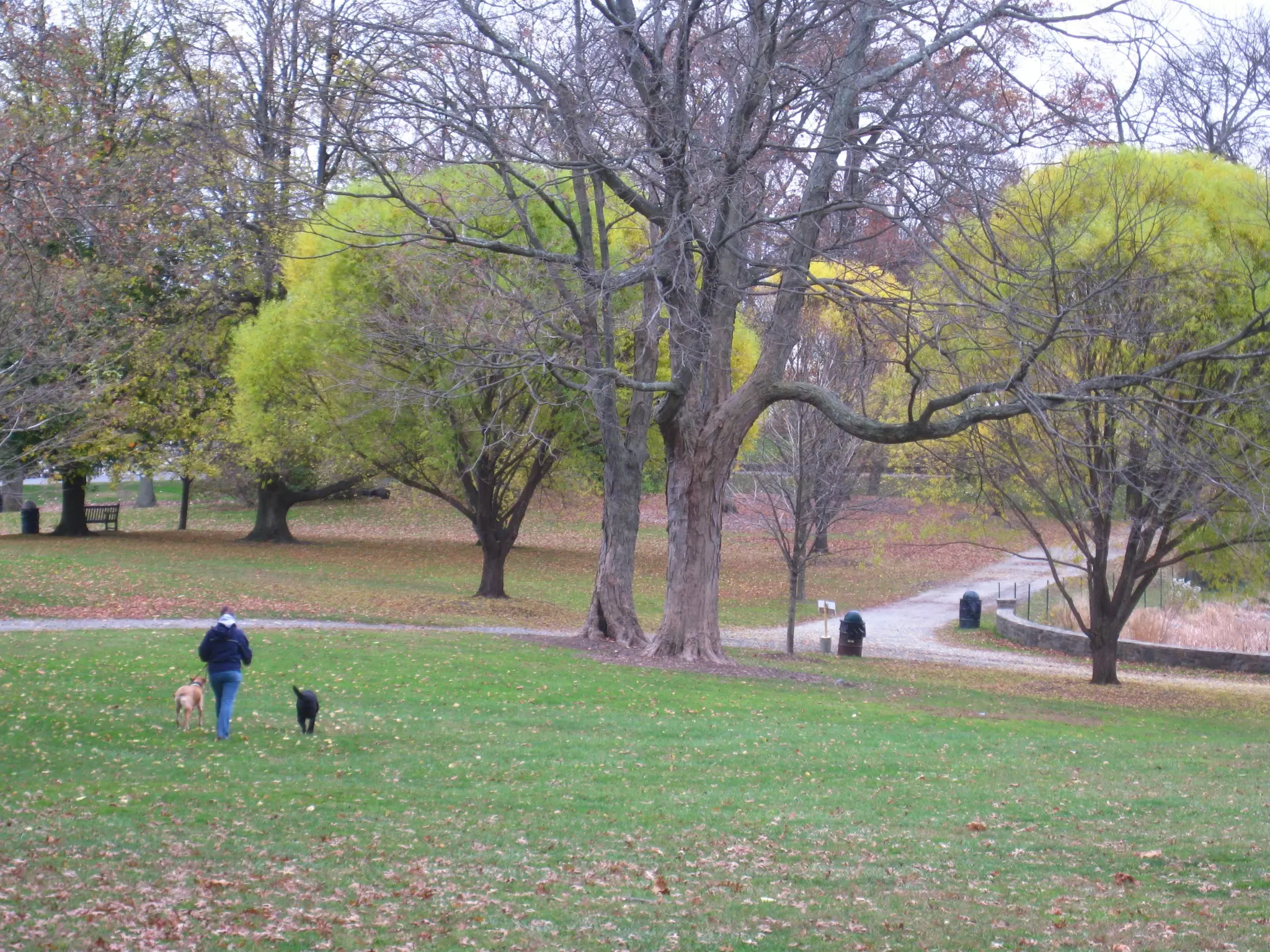 The Rye Dog Park | PPT