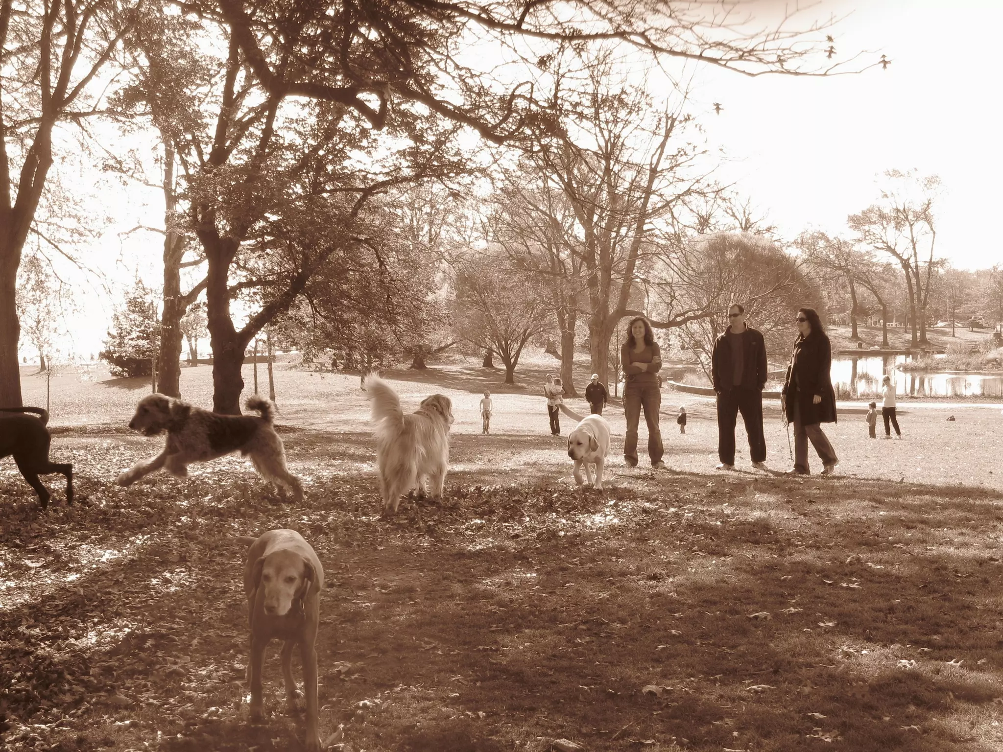 The Rye Dog Park | PPT