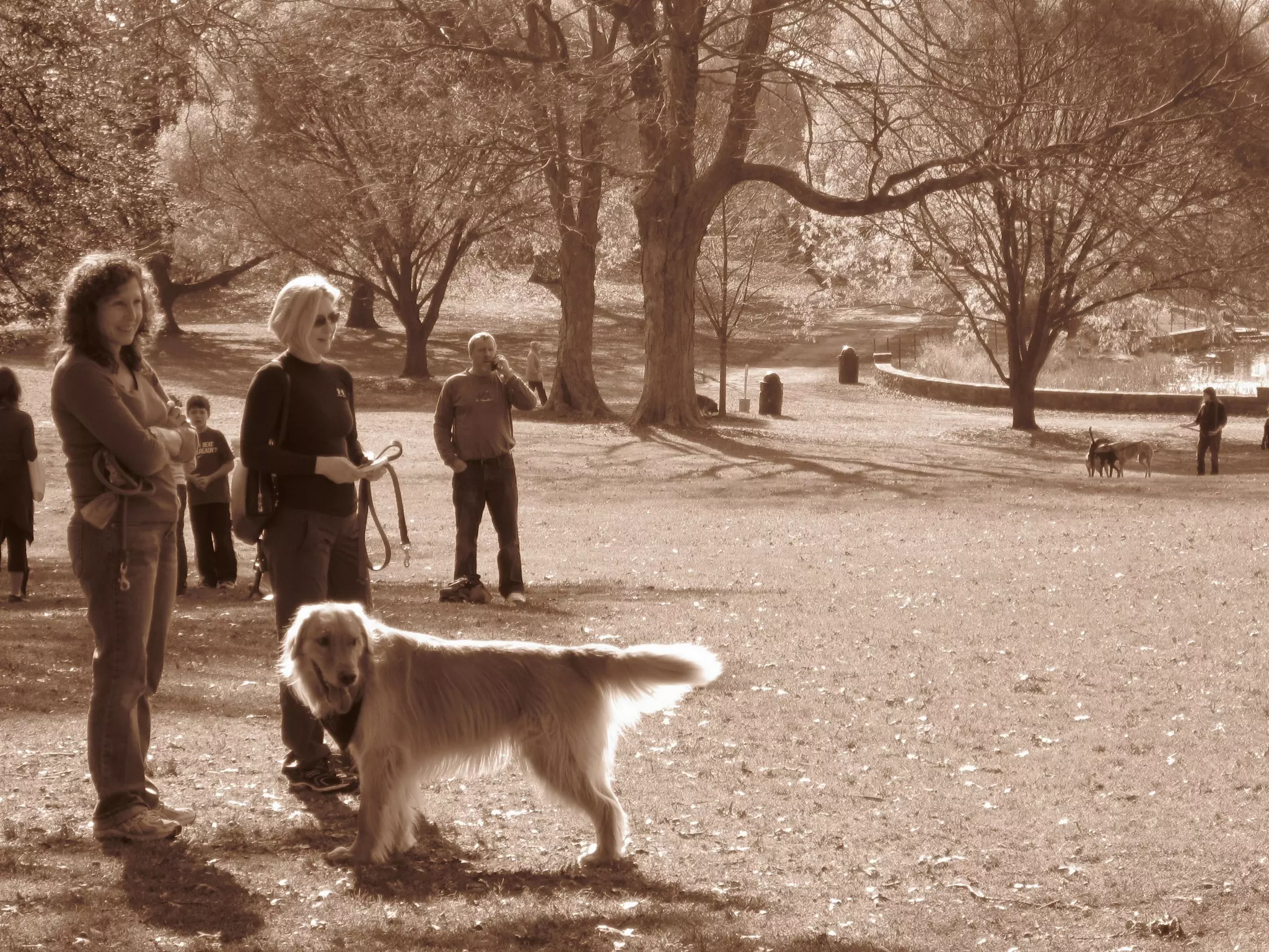 The Rye Dog Park | PPT