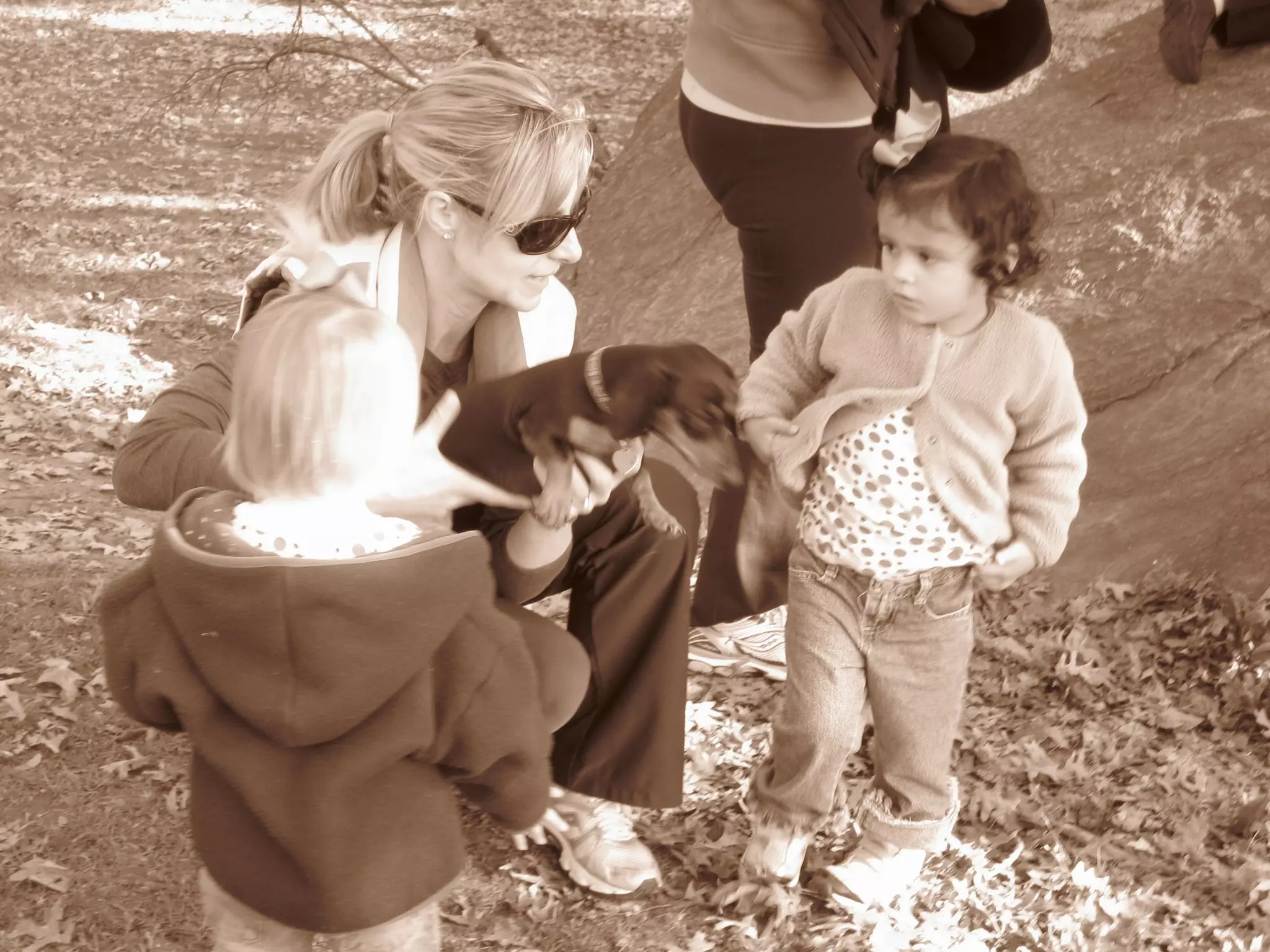 The Rye Dog Park | PPT