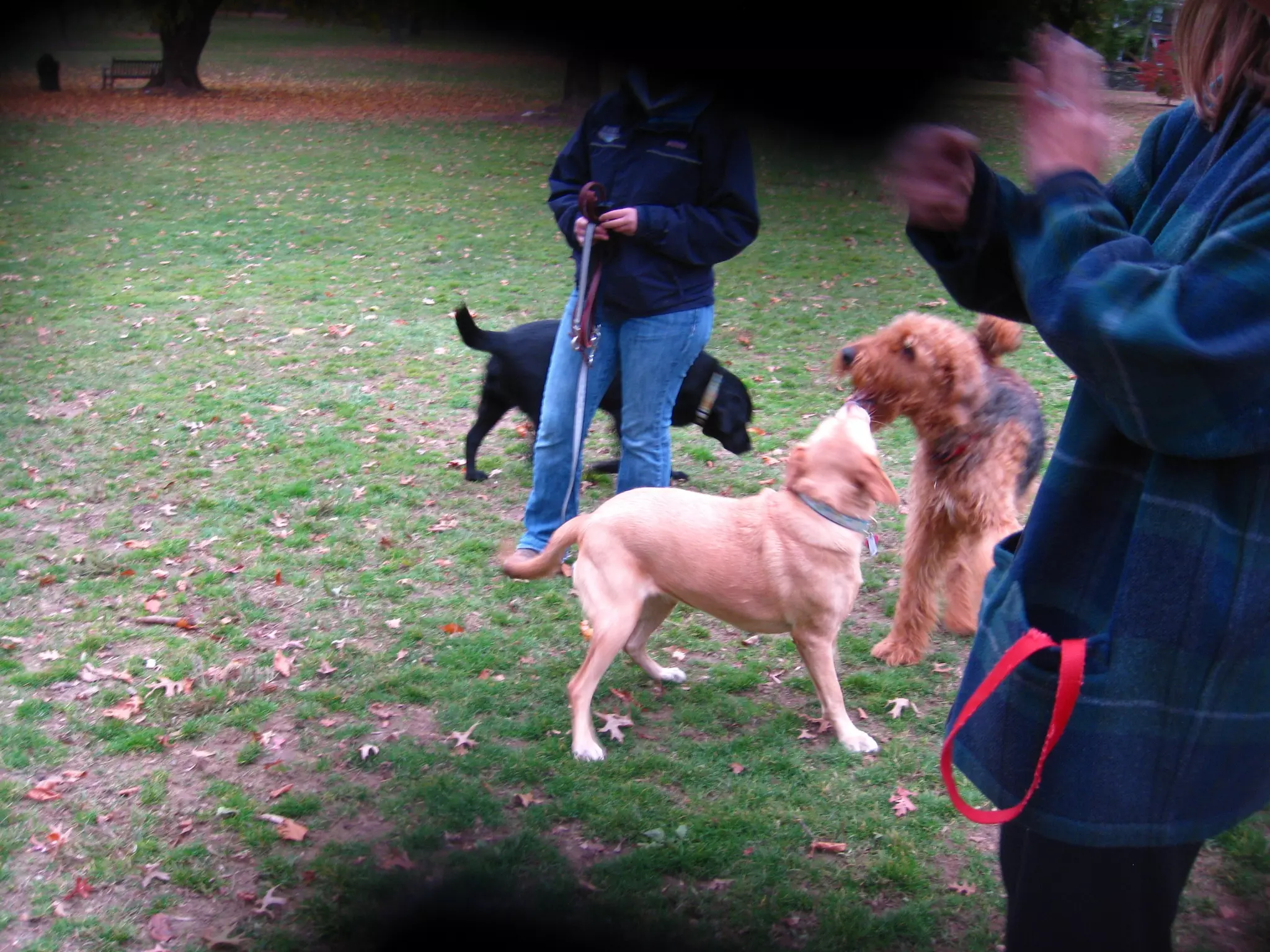 The Rye Dog Park | PPT