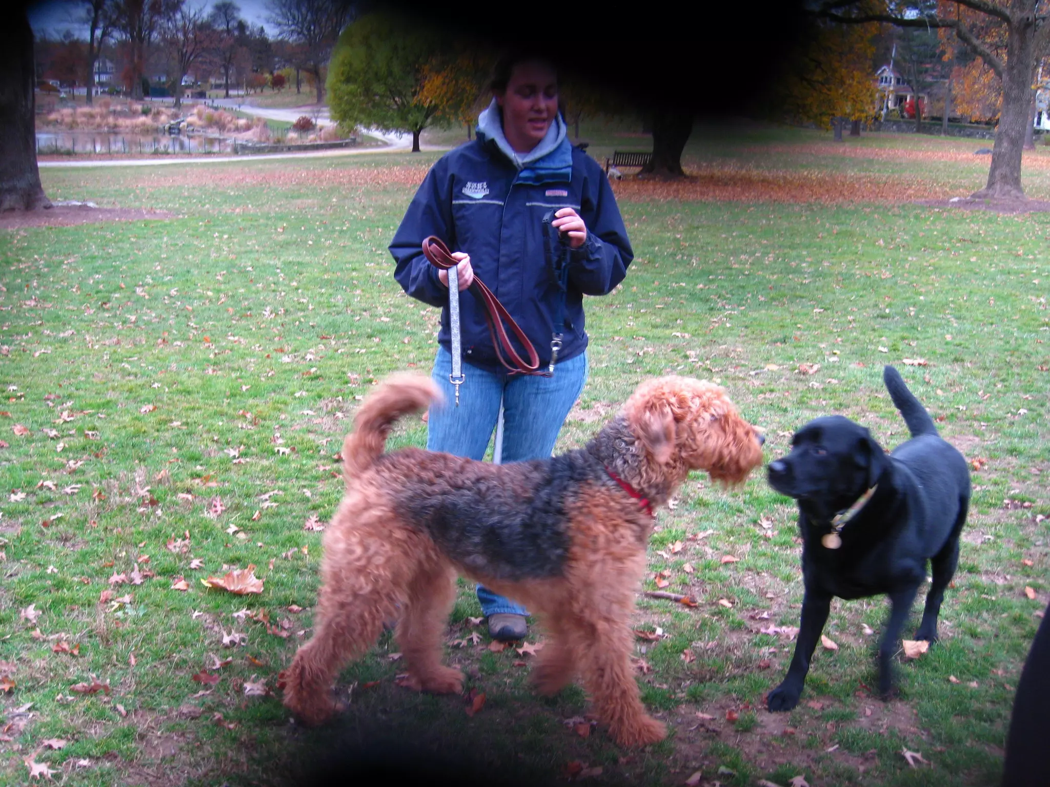 The Rye Dog Park | PPT