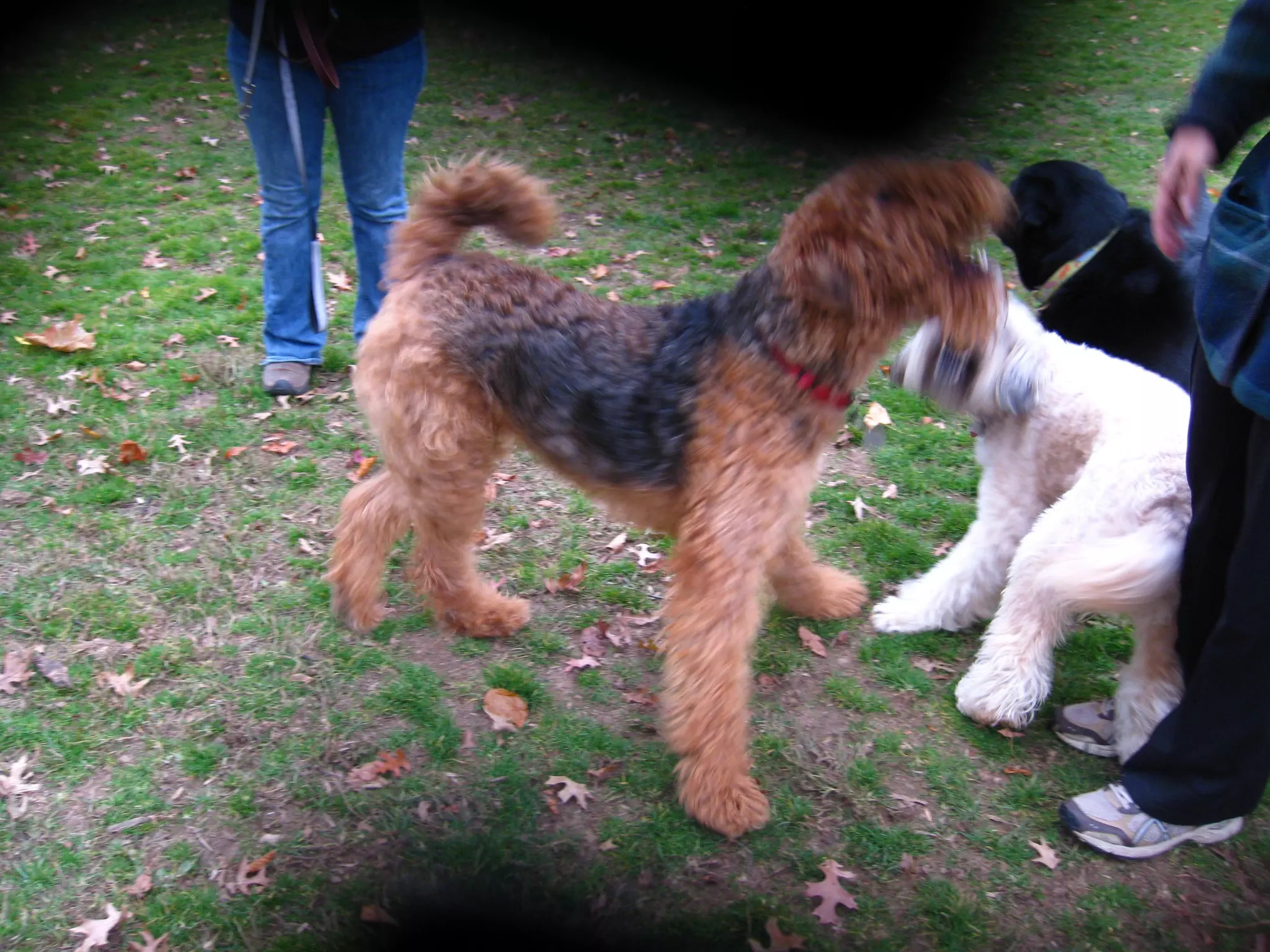 The Rye Dog Park | PPT