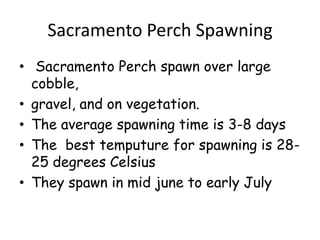 The sacramento perch | PPTX