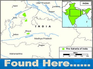 The sahariya tribe | PPT