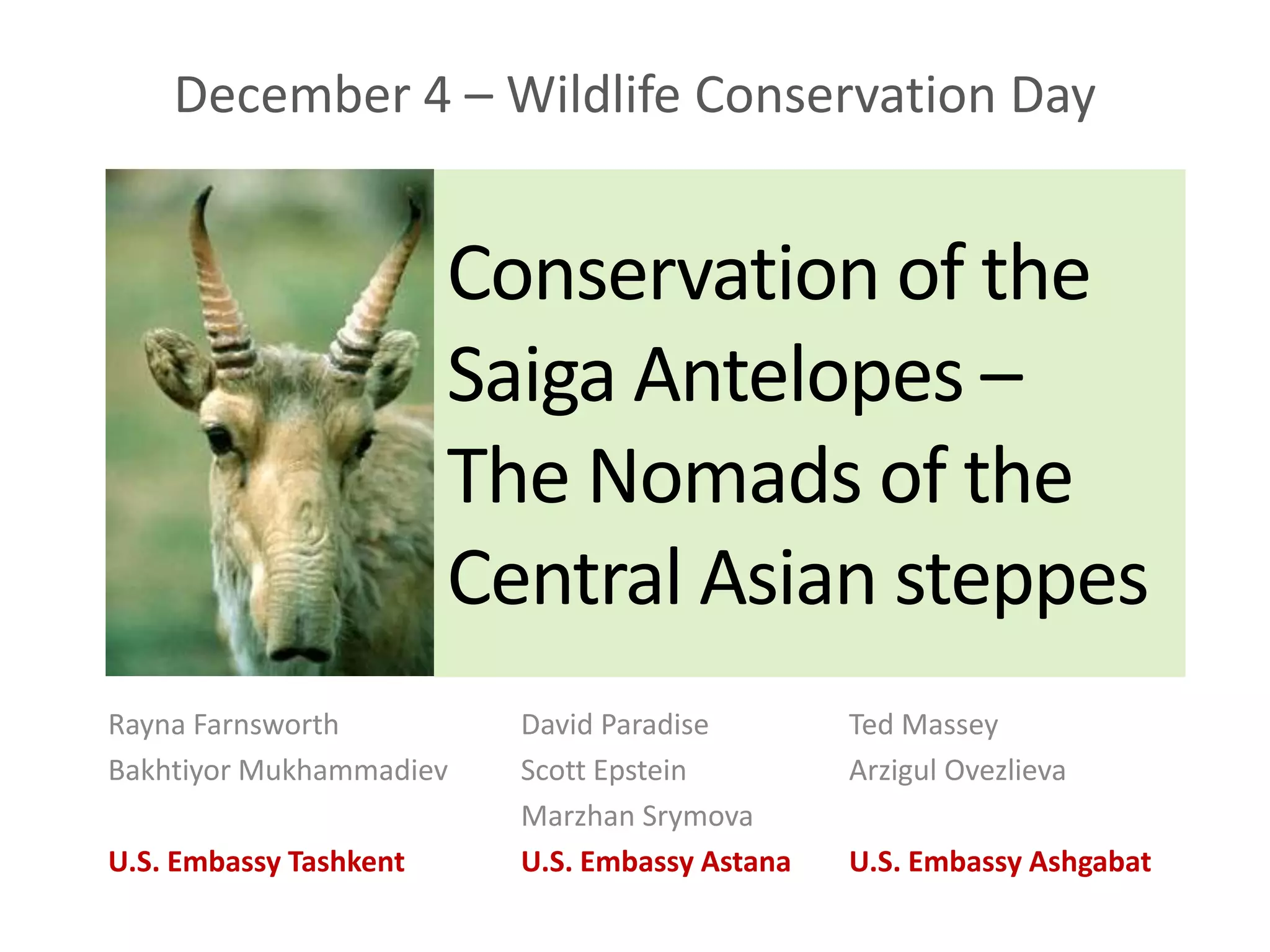 The Saiga Antelopes The Nomads of Central Asian Steppes | PPTX