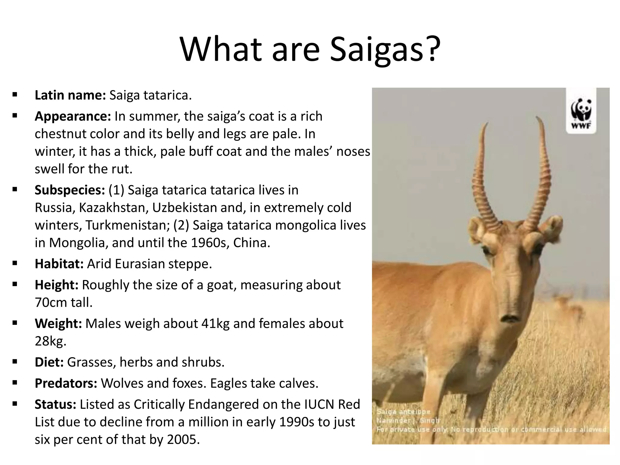 The Saiga Antelopes The Nomads of Central Asian Steppes | PPTX