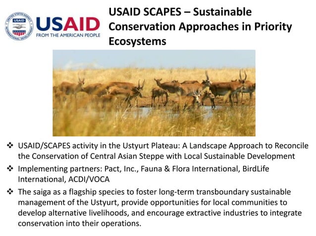 The Saiga Antelopes The Nomads of Central Asian Steppes | PPT