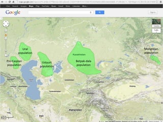 The Saiga Antelopes The Nomads of Central Asian Steppes | PPTX