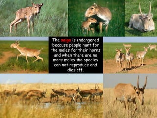 The Saiga Antelopes The Nomads of Central Asian Steppes | PPTX