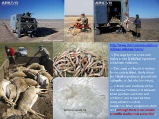 The Saiga Antelopes The Nomads of Central Asian Steppes | PPTX