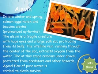 The salmon life cycle | PPTX