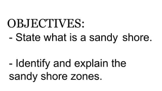 The Sandy Shore Ecosystem PowerPoint.pptx