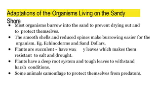 The Sandy Shore Ecosystem PowerPoint.pptx