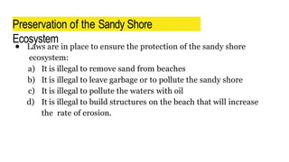 The Sandy Shore Ecosystem PowerPoint.pptx