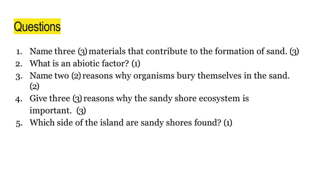 The Sandy Shore Ecosystem PowerPoint.pptx